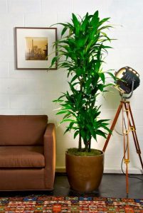 15 Smart Ideas To Fill Empty Space Using Tall Indoor Plants ...