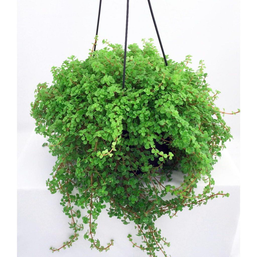 8 Hanging Beautiful Ornamental Plants at Home - TheGardenGranny