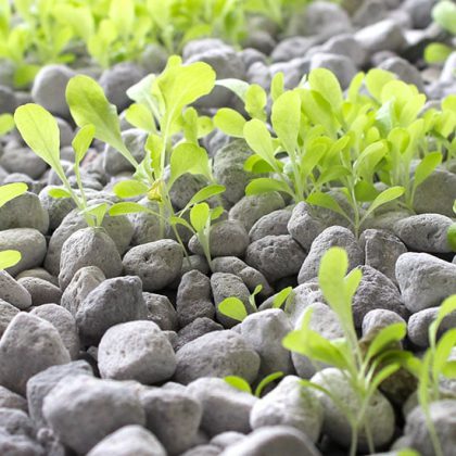 5 Hydroponic Growing Media For Your Plants - TheGardenGranny