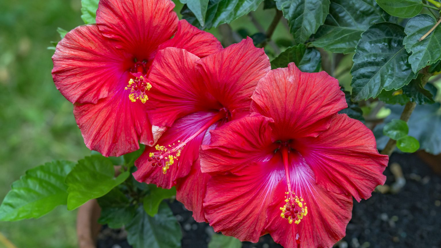 Beautify Your Garden with These Outdoor Ornamental Plants - TheGardenGranny