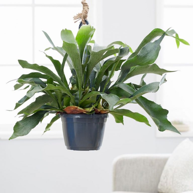 Makes Your Home Interior Beautiful With Flowerless Ornamental Plants ...