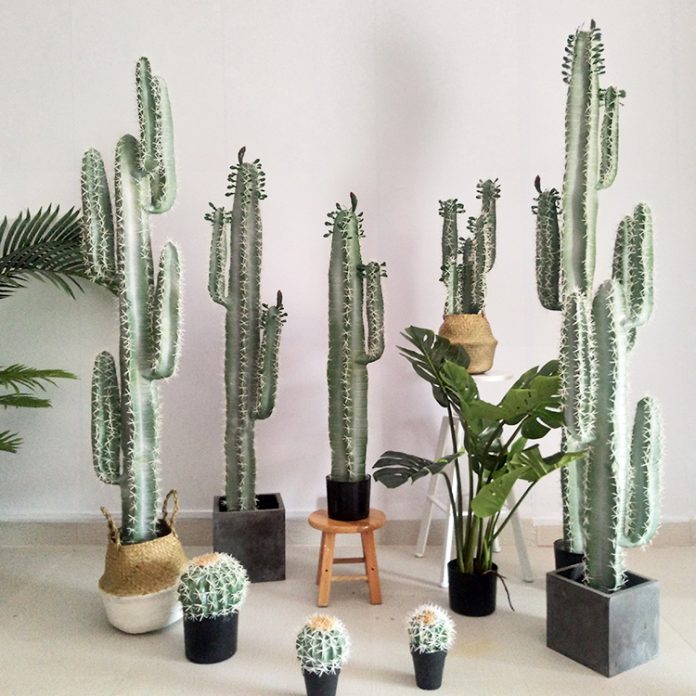 Benefits of Using Cactus as An Ornamental Plant - TheGardenGranny