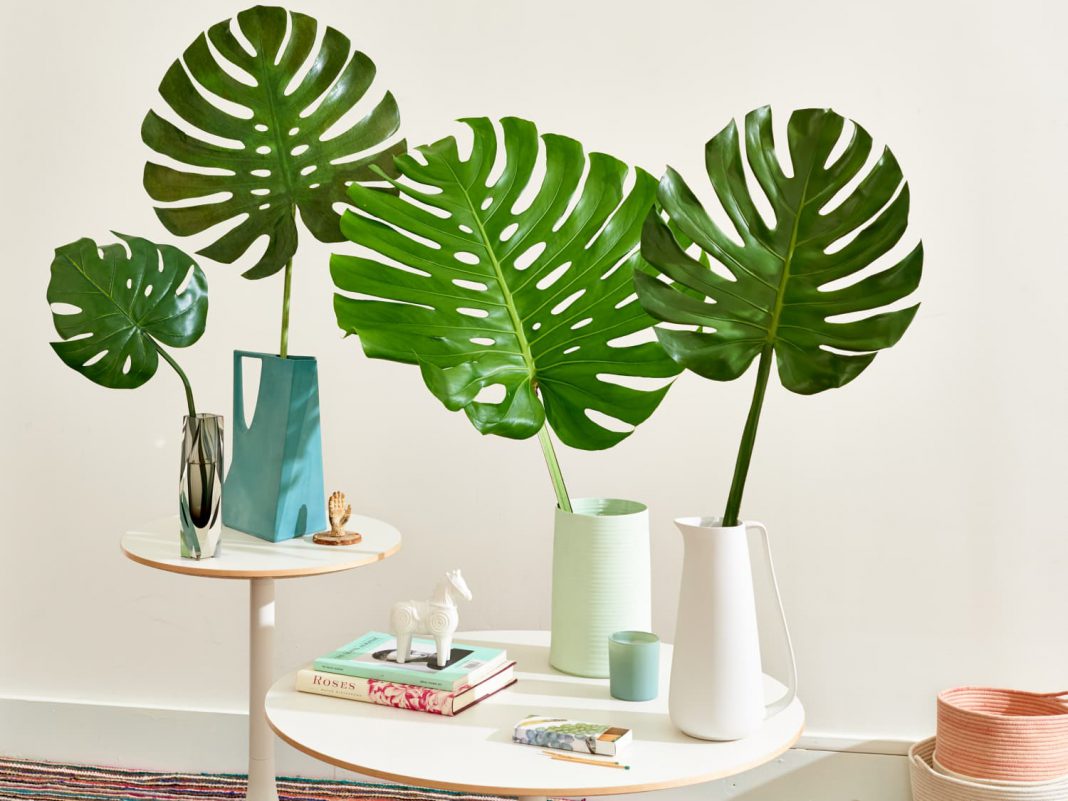 Make Your Room Fresh and Beautiful with Monstera - TheGardenGranny