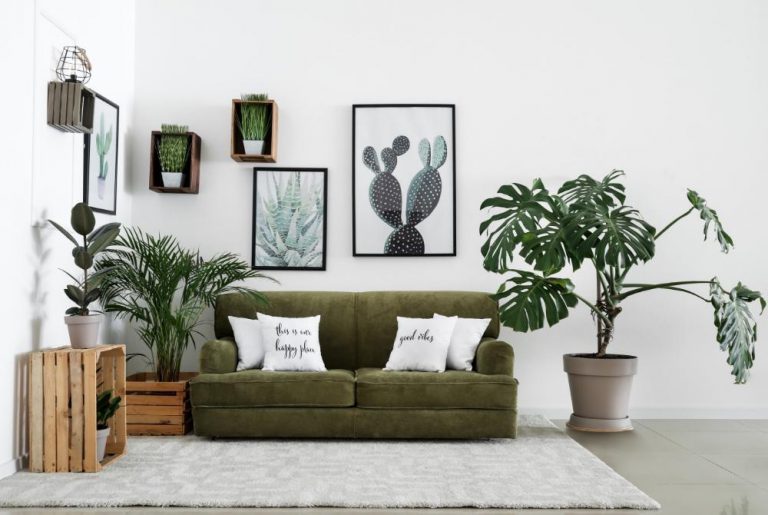 Various Types of Monstera Plants for Tropical Style Home Interiors ...