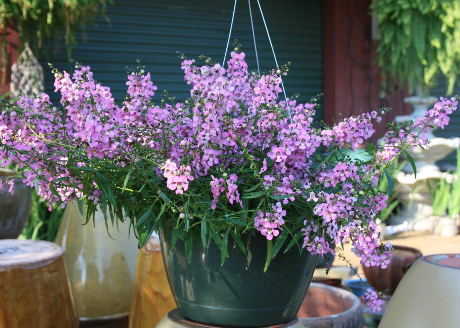 Angelonia Ornamental Plants : Get to Know the Fragrant Plants for Your ...