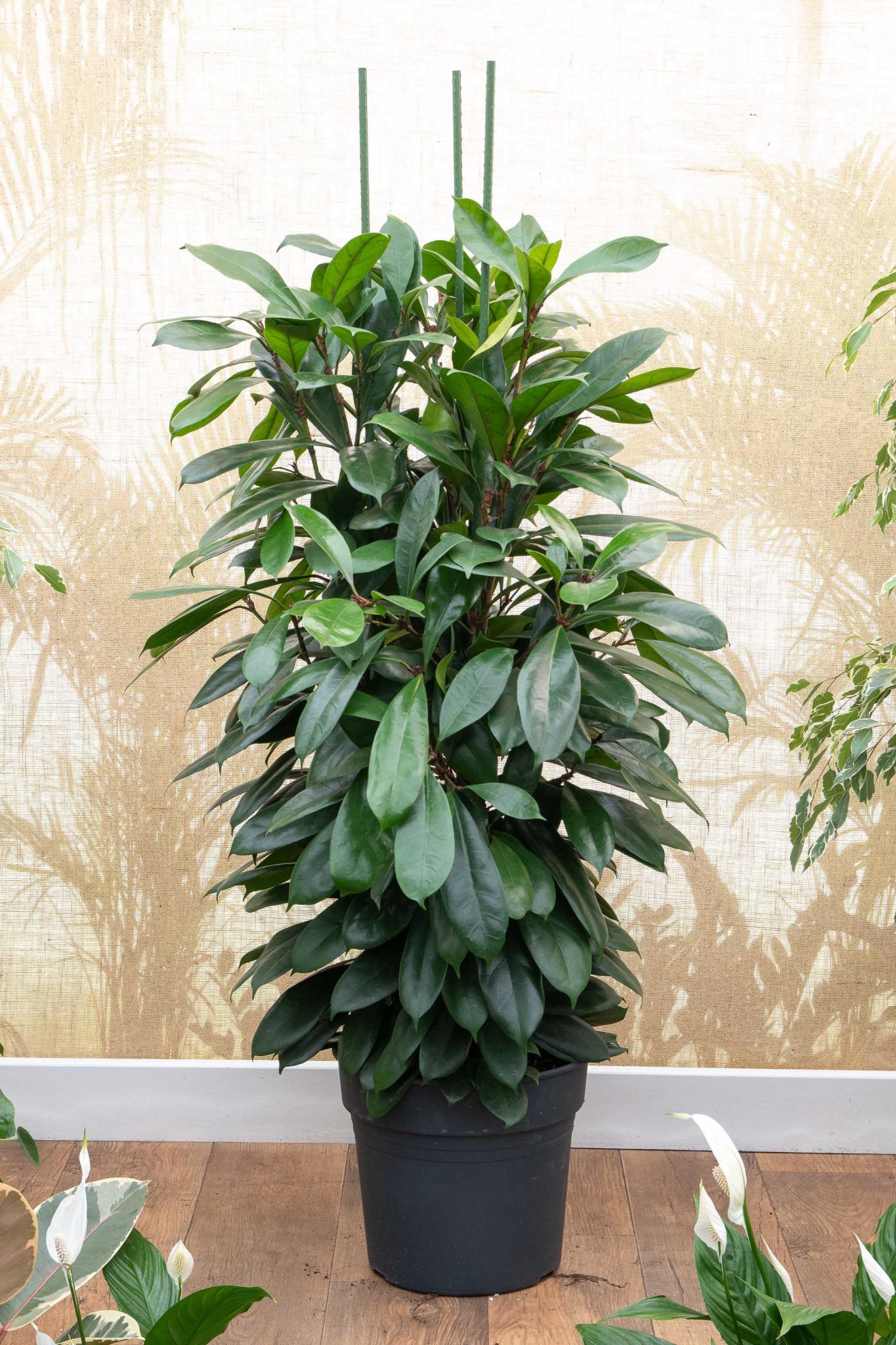 16 Ficus Plant Varieties for You to Create A Natural Indoor Decoration