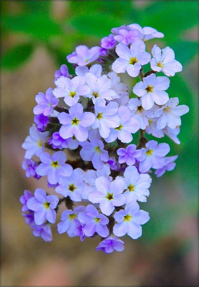 16 Heliotrope Plant Varieties : A Stunning Houseplant Landscaping