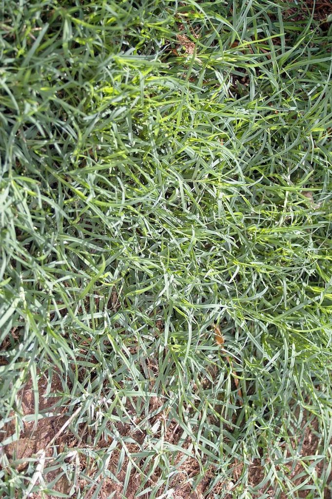19 Types of Lawngrass Ideas : A Ground Cover for Your Front Yard