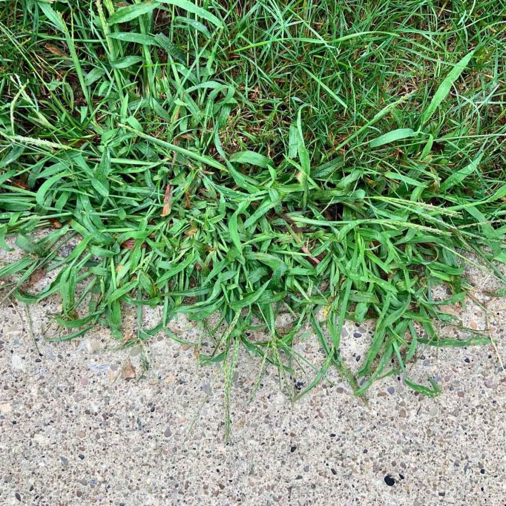 19 Types of Lawngrass Ideas : A Ground Cover for Your Front Yard