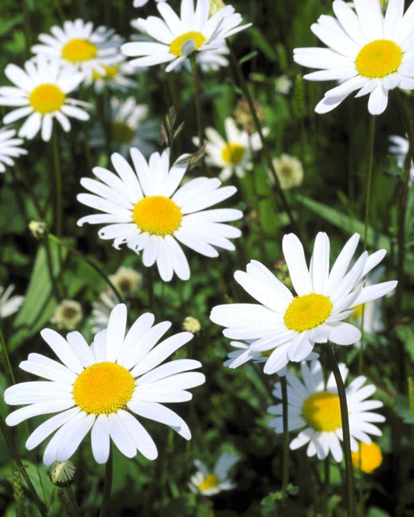 17 Attractive Weed Varieties that Grow Massively in Lawn