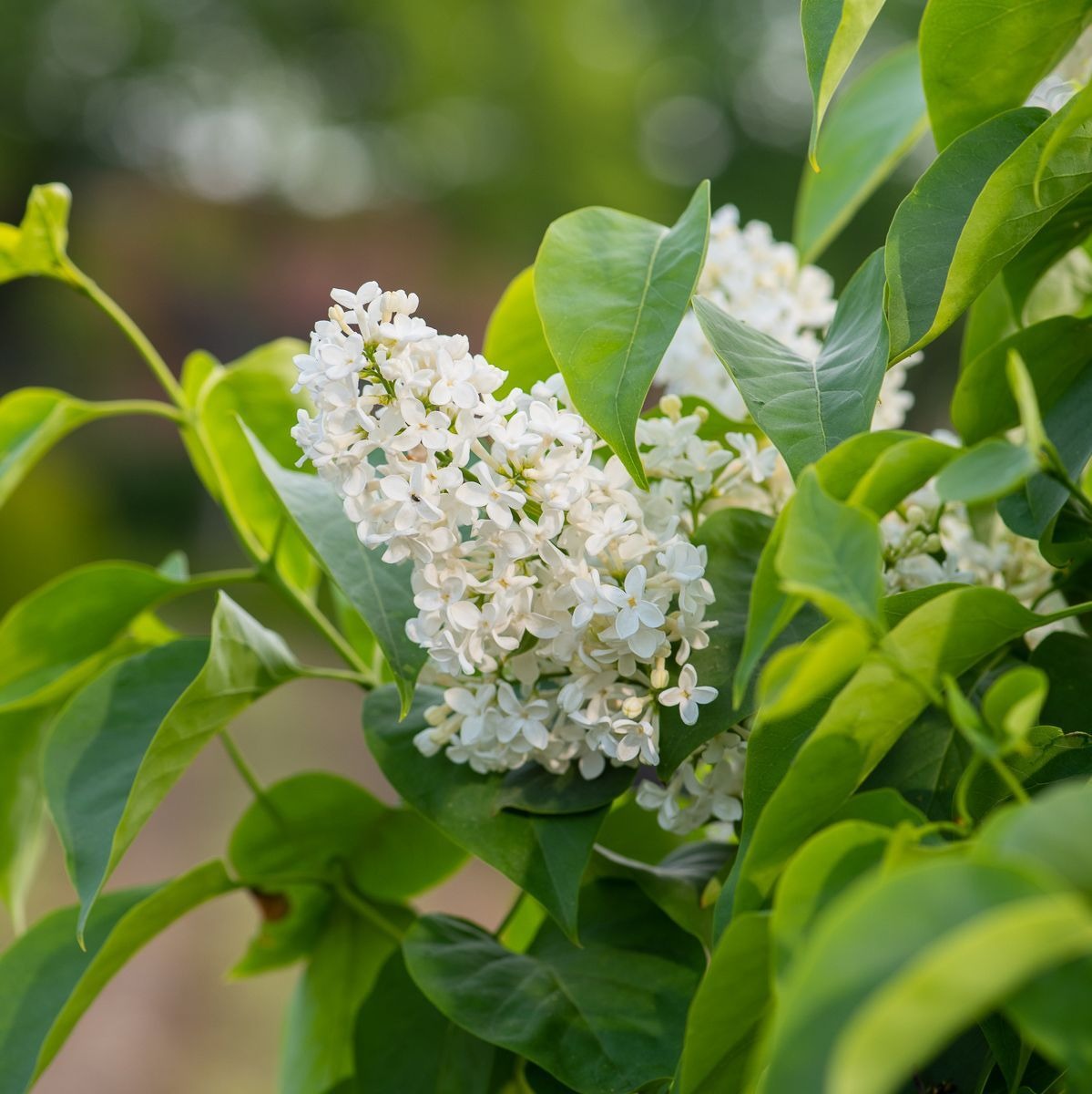 16 Lilac Variety Ideas and How to Grow Them Well