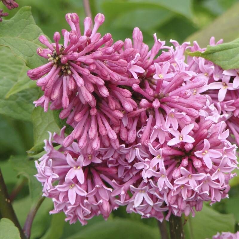 16 Lilac Variety Ideas and How to Grow Them Well