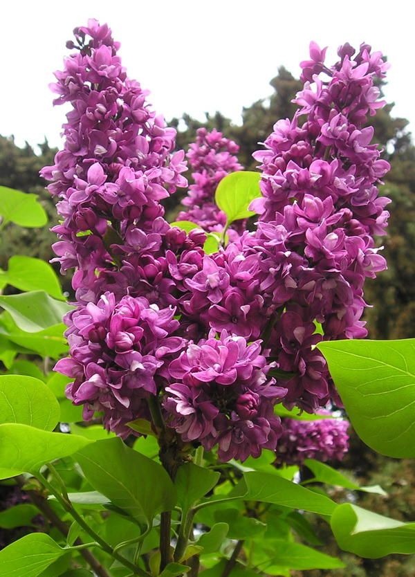 16 Lilac Variety Ideas and How to Grow Them Well