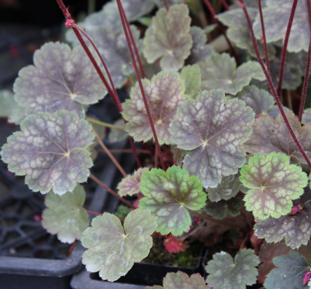 17 Coral Bell Plant Ideas : A Beautiful Succulent for Your Garden!