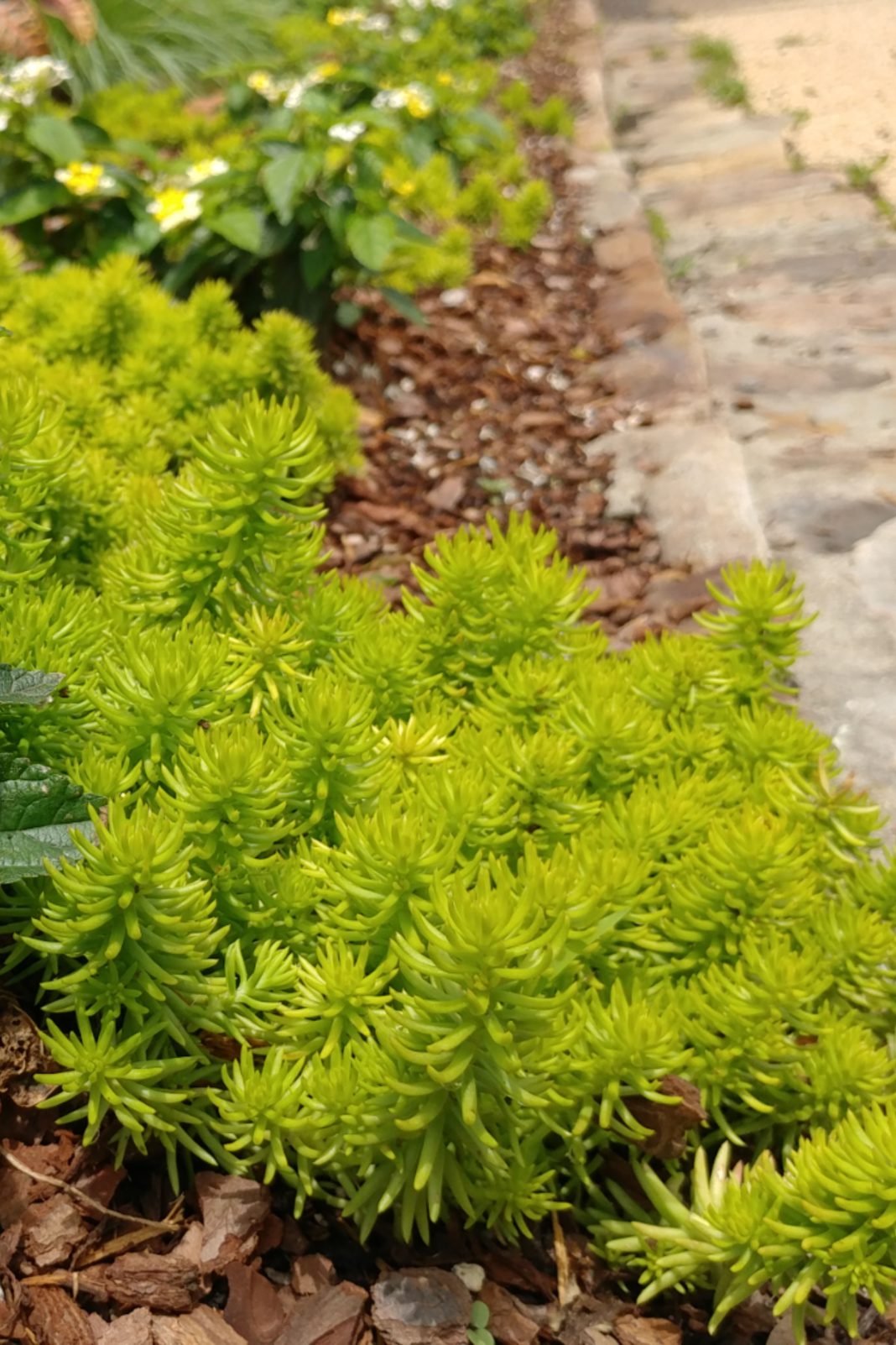 17 Drought Tolerant Ground Cover Ideas : Natural Landscaping