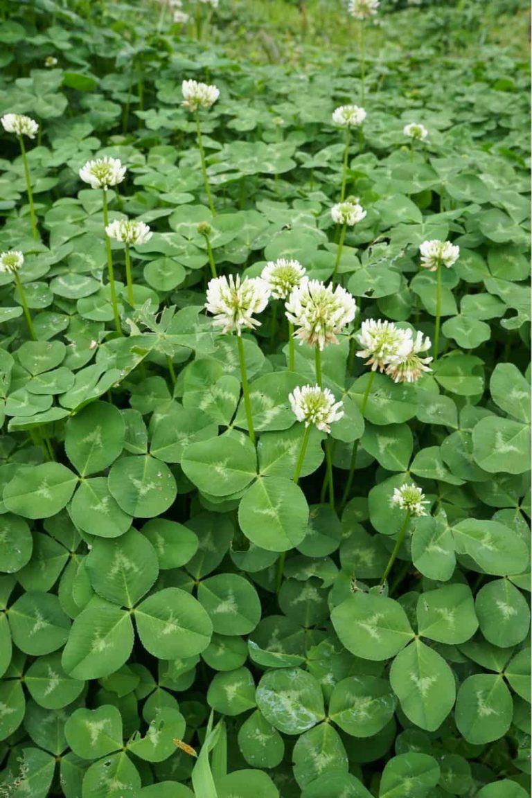 17 Drought Tolerant Ground Cover Ideas : Natural Landscaping