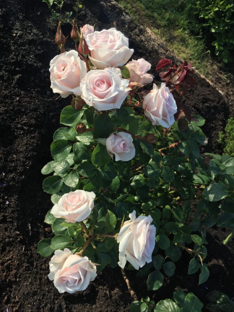 16 Common Mistakes When Growing Rose in the Garden