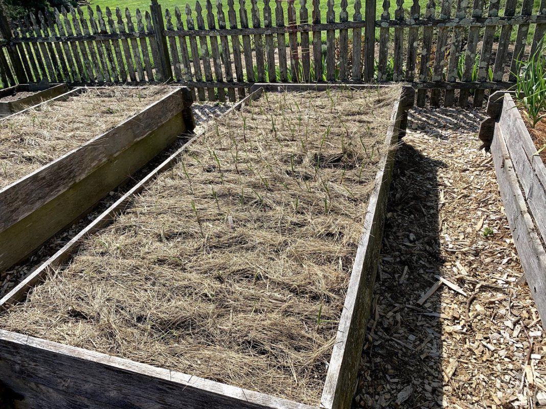 16 Garden Mulches and How to Use Them in Your Garden