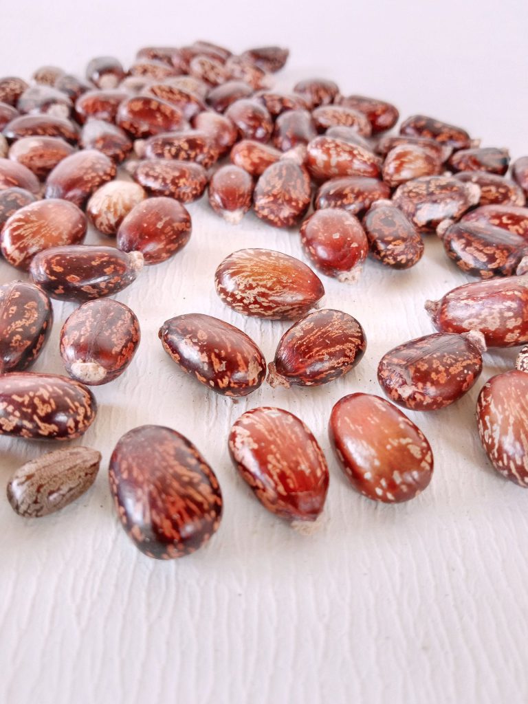 16 Tips for Seeds Germination in A Container and How to Make It Works