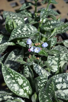 18 Pulmonaria Varieties : Find the Best Lungwort to Grow