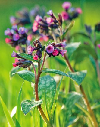18 Pulmonaria Varieties : Find the Best Lungwort to Grow