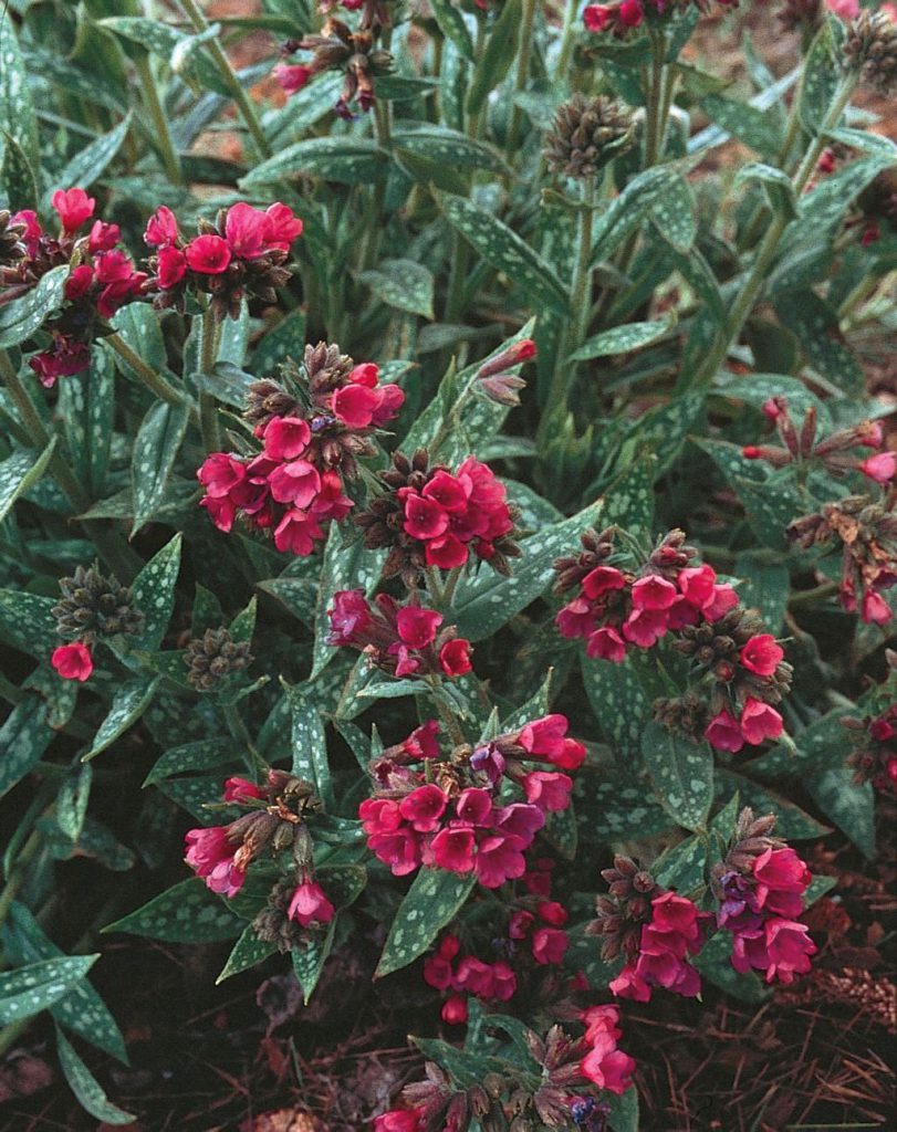 18 Pulmonaria Varieties : Find the Best Lungwort to Grow