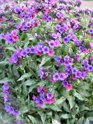 18 Pulmonaria Varieties : Find the Best Lungwort to Grow