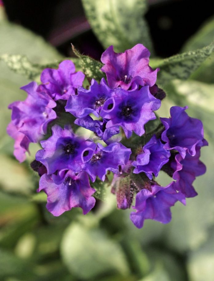 18 Pulmonaria Varieties : Find the Best Lungwort to Grow