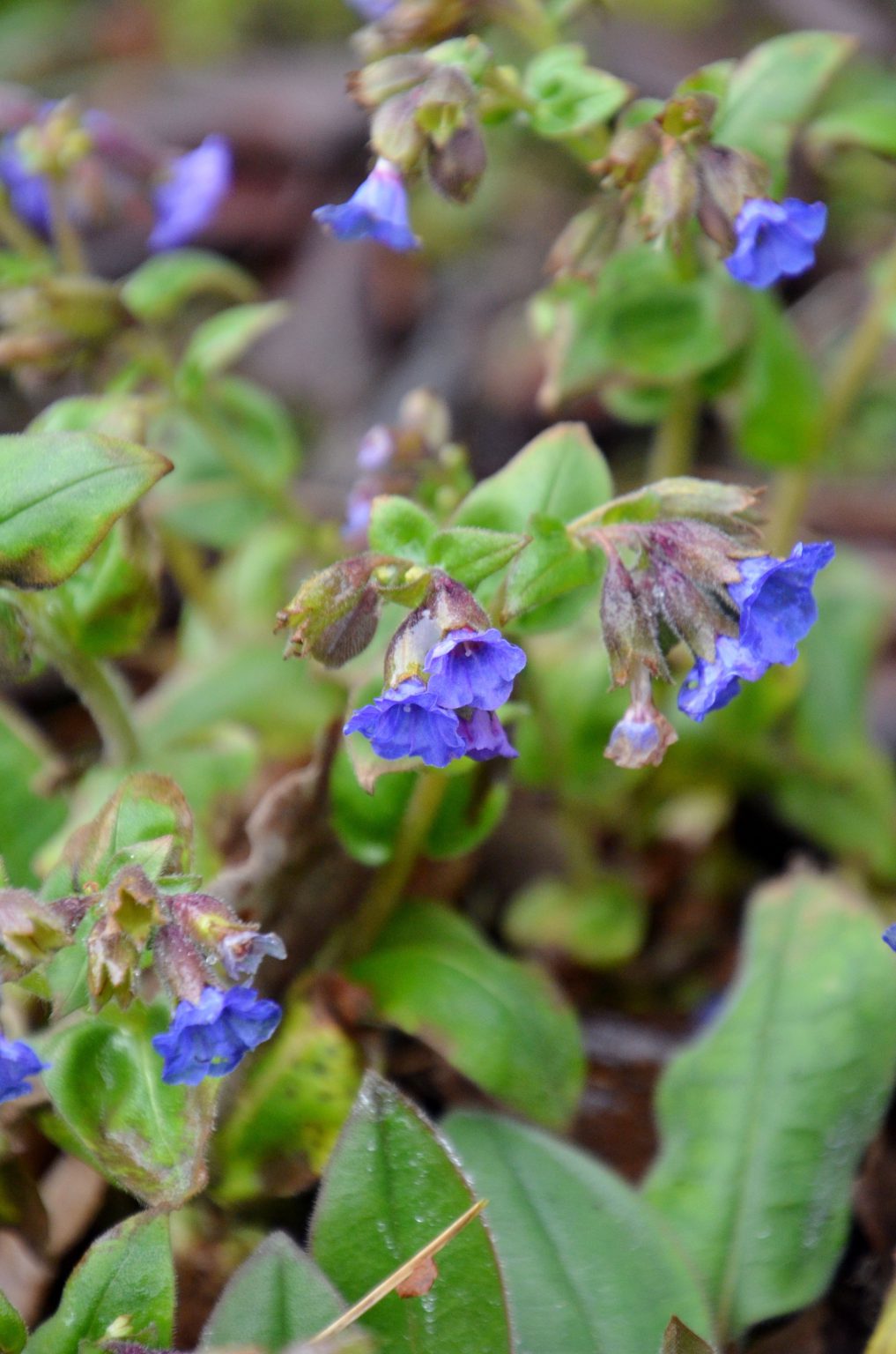 18 Pulmonaria Varieties : Find the Best Lungwort to Grow