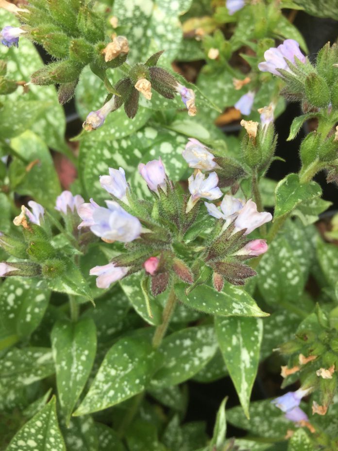 18 Pulmonaria Varieties : Find the Best Lungwort to Grow