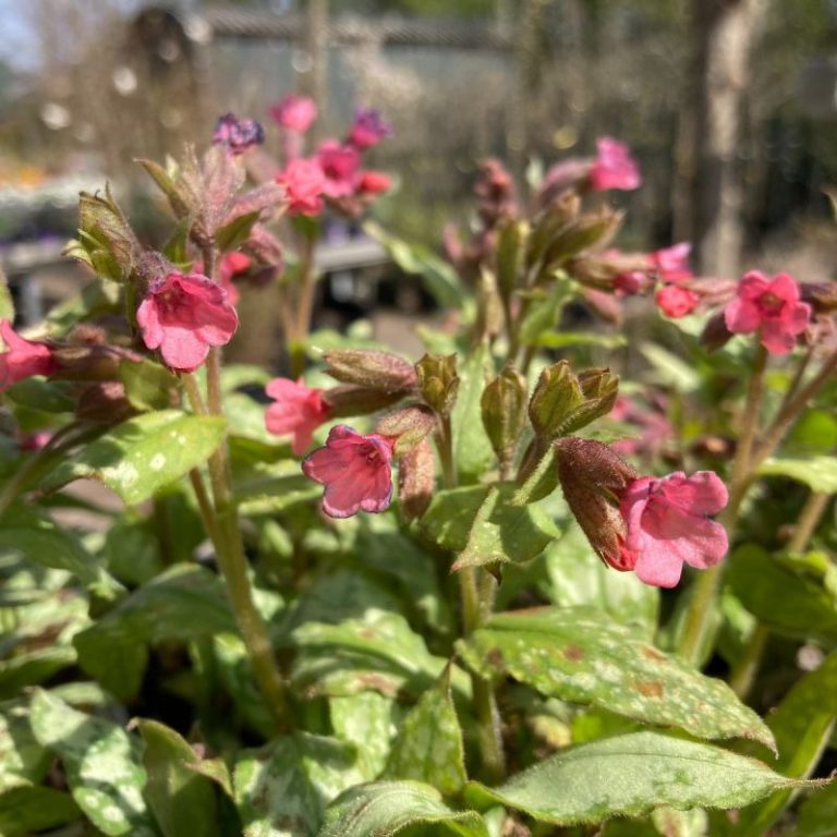 18 Pulmonaria Varieties : Find the Best Lungwort to Grow