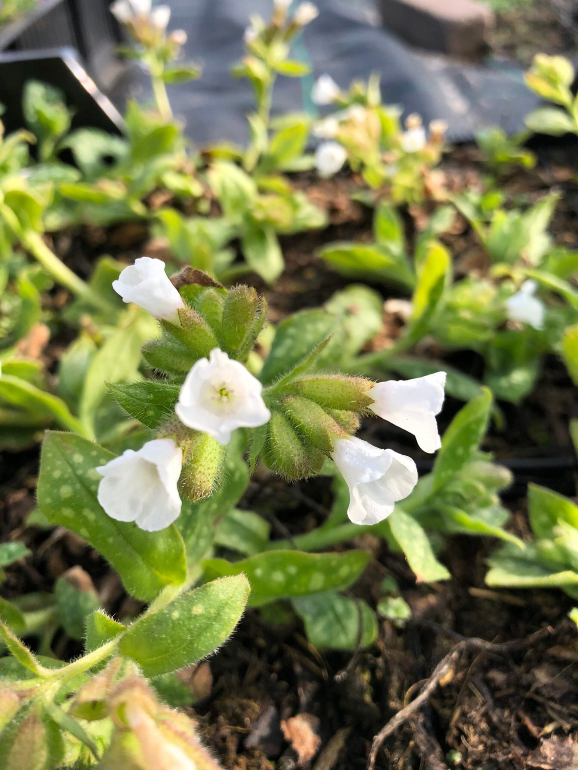 18 Pulmonaria Varieties : Find the Best Lungwort to Grow