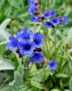 18 Pulmonaria Varieties : Find the Best Lungwort to Grow