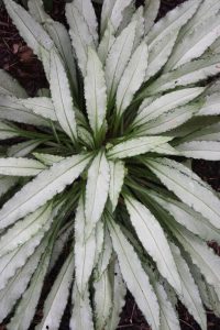 18 Pulmonaria Varieties : Find the Best Lungwort to Grow