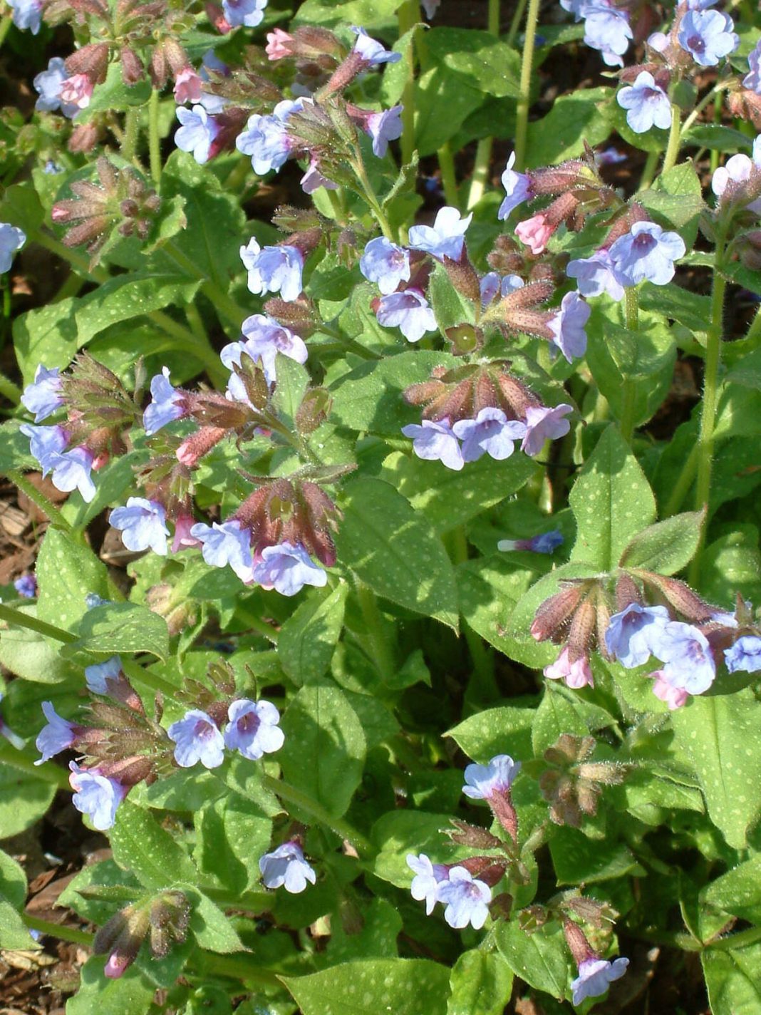 18 Pulmonaria Varieties : Find the Best Lungwort to Grow