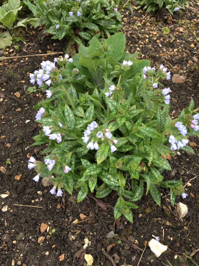 18 Pulmonaria Varieties : Find the Best Lungwort to Grow