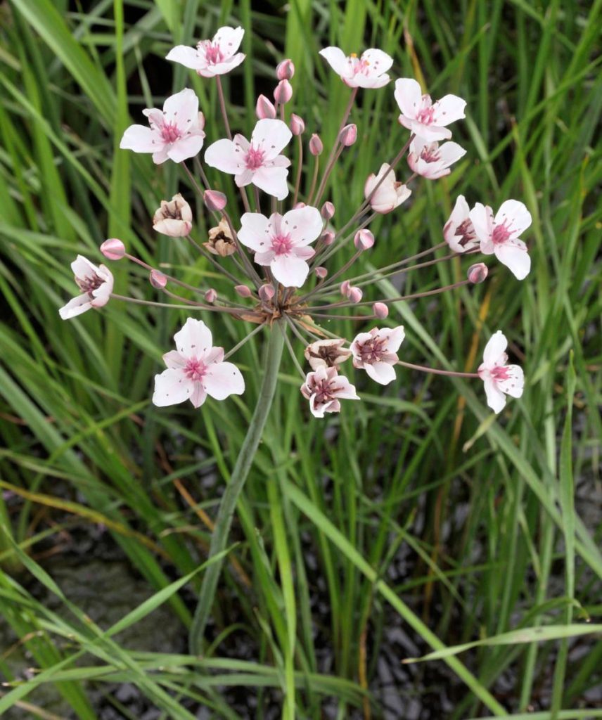 18 Invasive Plants that You Should Avoid to Grow in Dense Areas