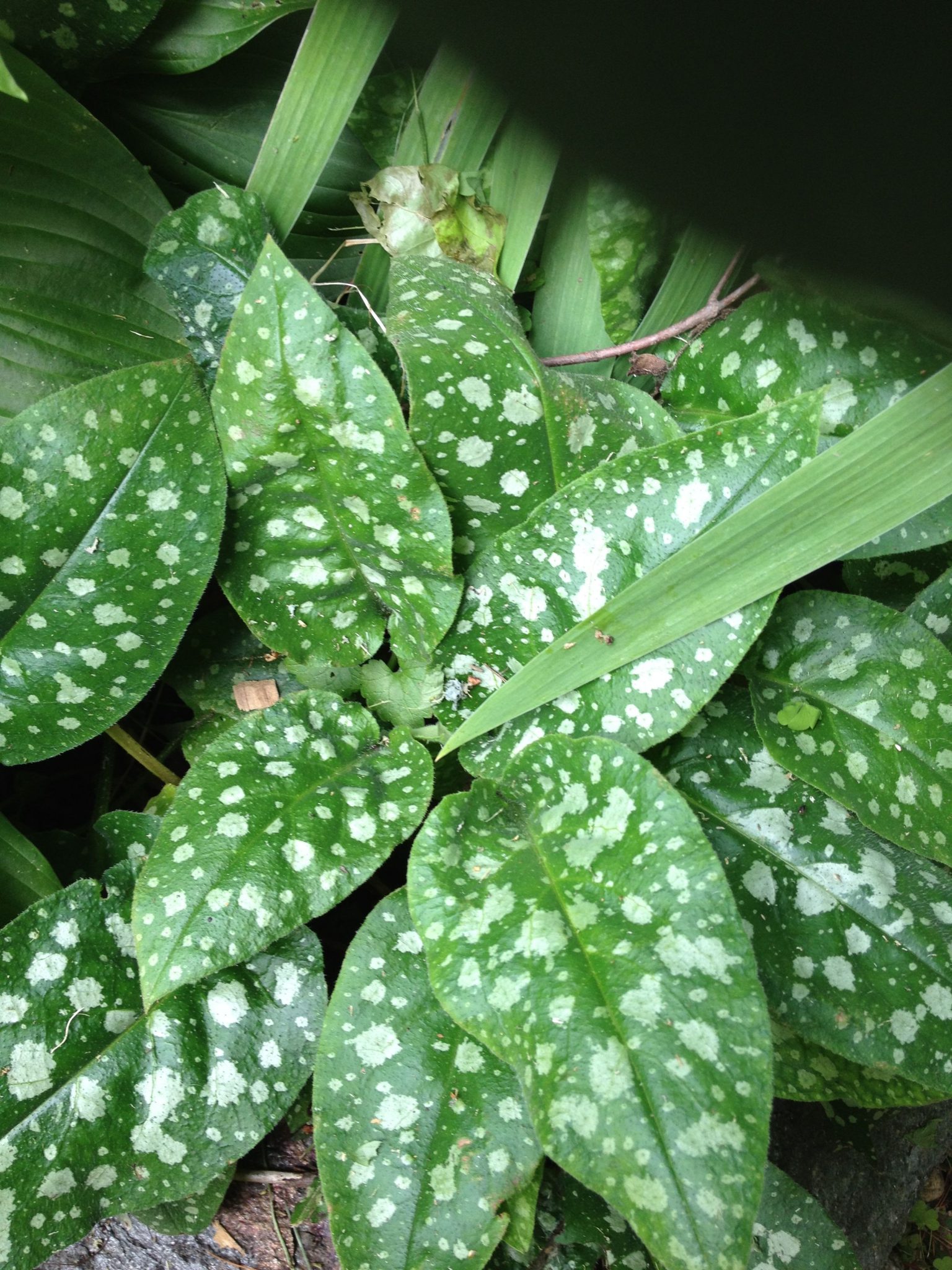 18 Pulmonaria Varieties : Find the Best Lungwort to Grow