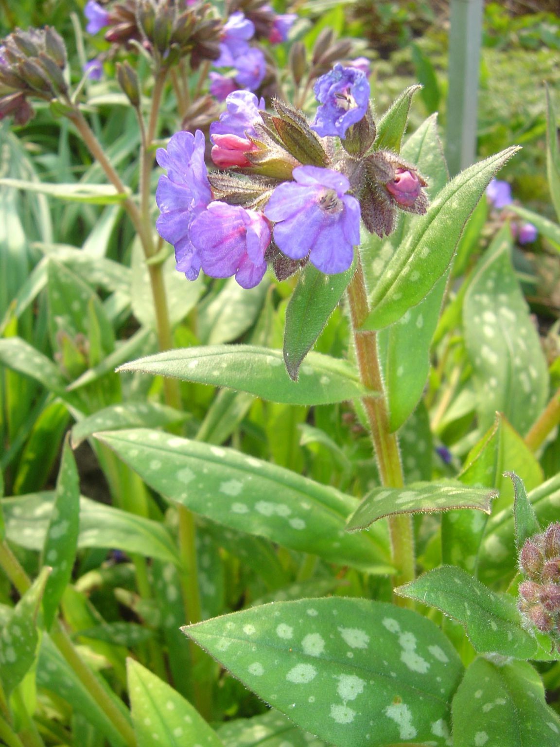 18 Pulmonaria Varieties : Find the Best Lungwort to Grow
