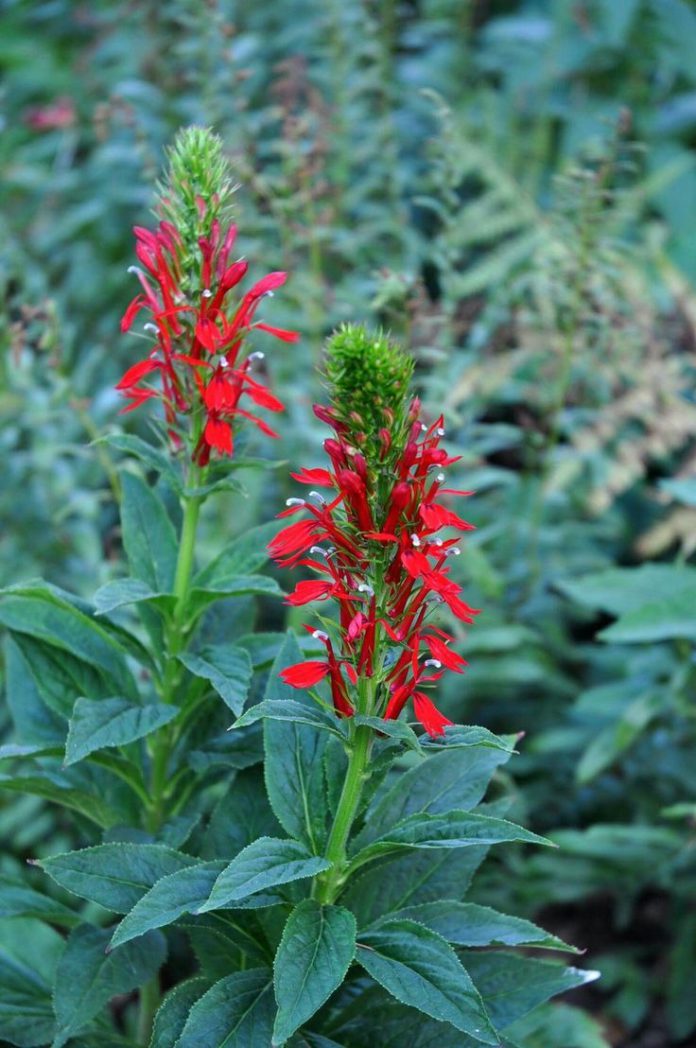 16 Flowers That Grow in Rainy Seasons and How to Care for Them