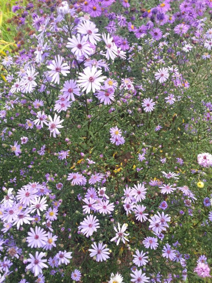 16 Flowers That Grow in Rainy Seasons and How to Care for Them